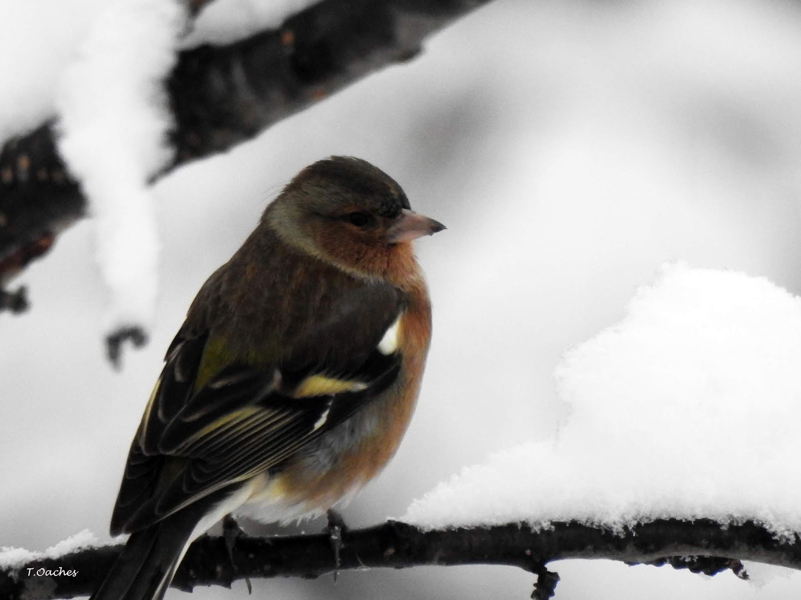 PASARI DIN ROMANIA: CINTEZA, Fringilla coelebs