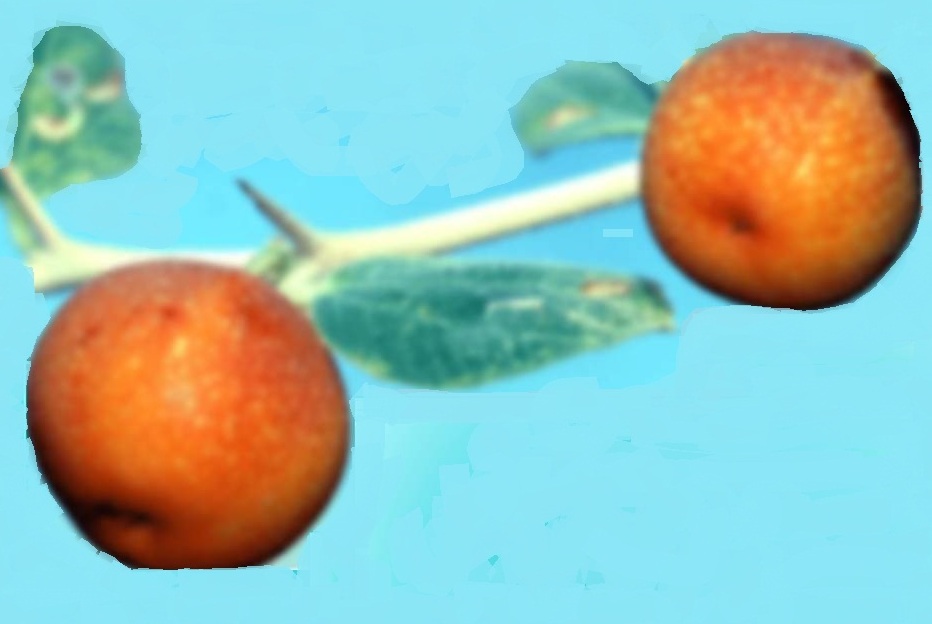 Mengenal HERBAL POHON BIDARA (SIDR) - Kanal Informasi dan Inspirasi ...