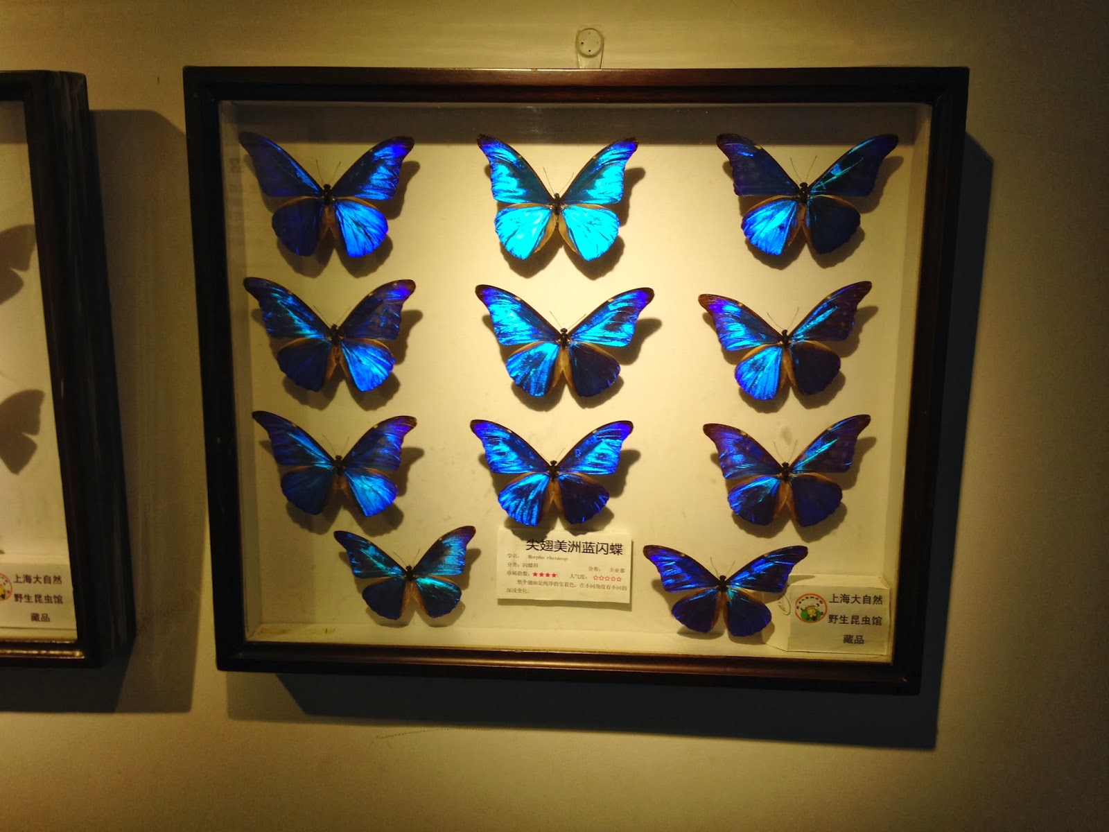 The Shanghai Way: Shanghai Insect Museum