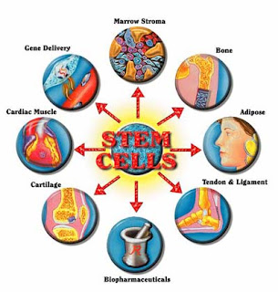 CIRI STEM SEL ~ About Biology