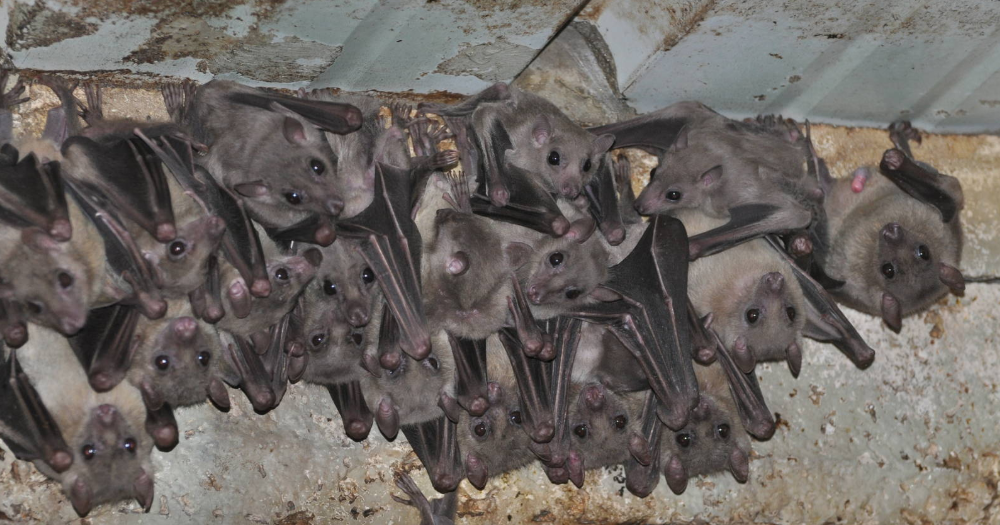 TBW: A new disturbing Ebola-related virus has been found in bats in ...