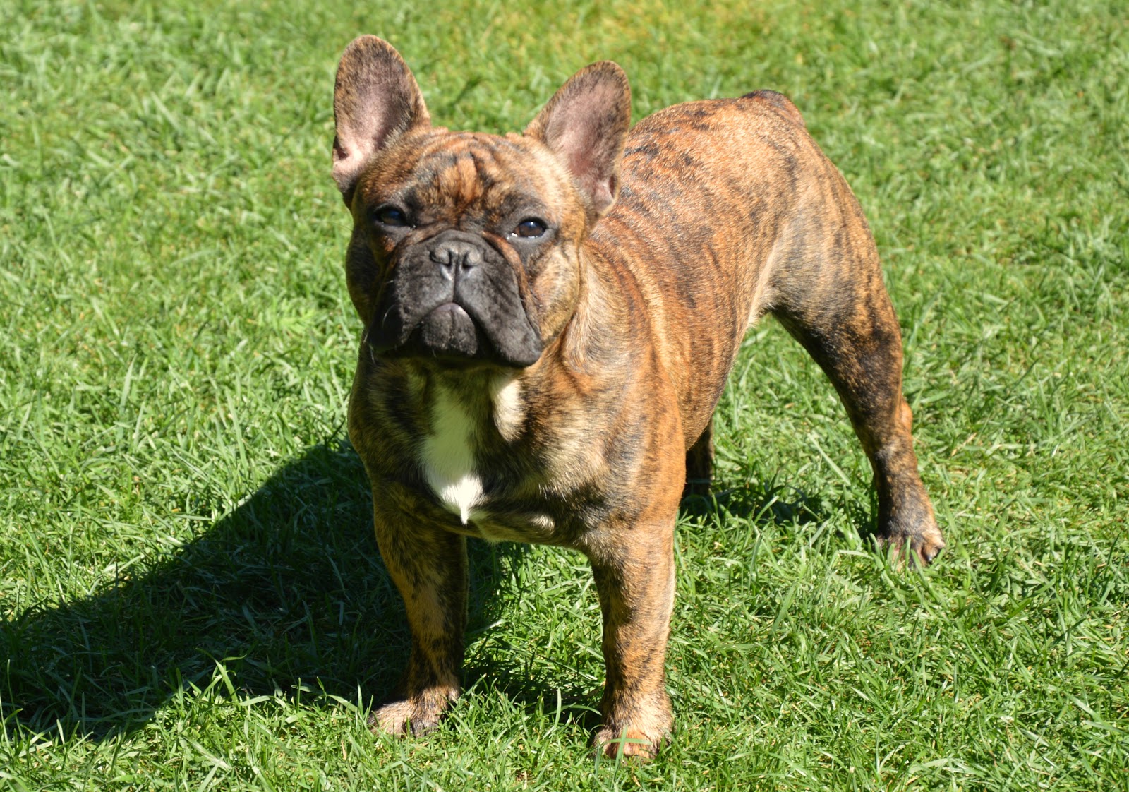 MorsoRosso: CANE TIGRATO