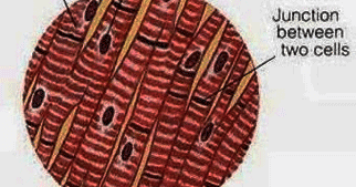 Otot Jantung Dan Otot Polos Serta Fungsinya (Jaringan Otot) - Biologisites