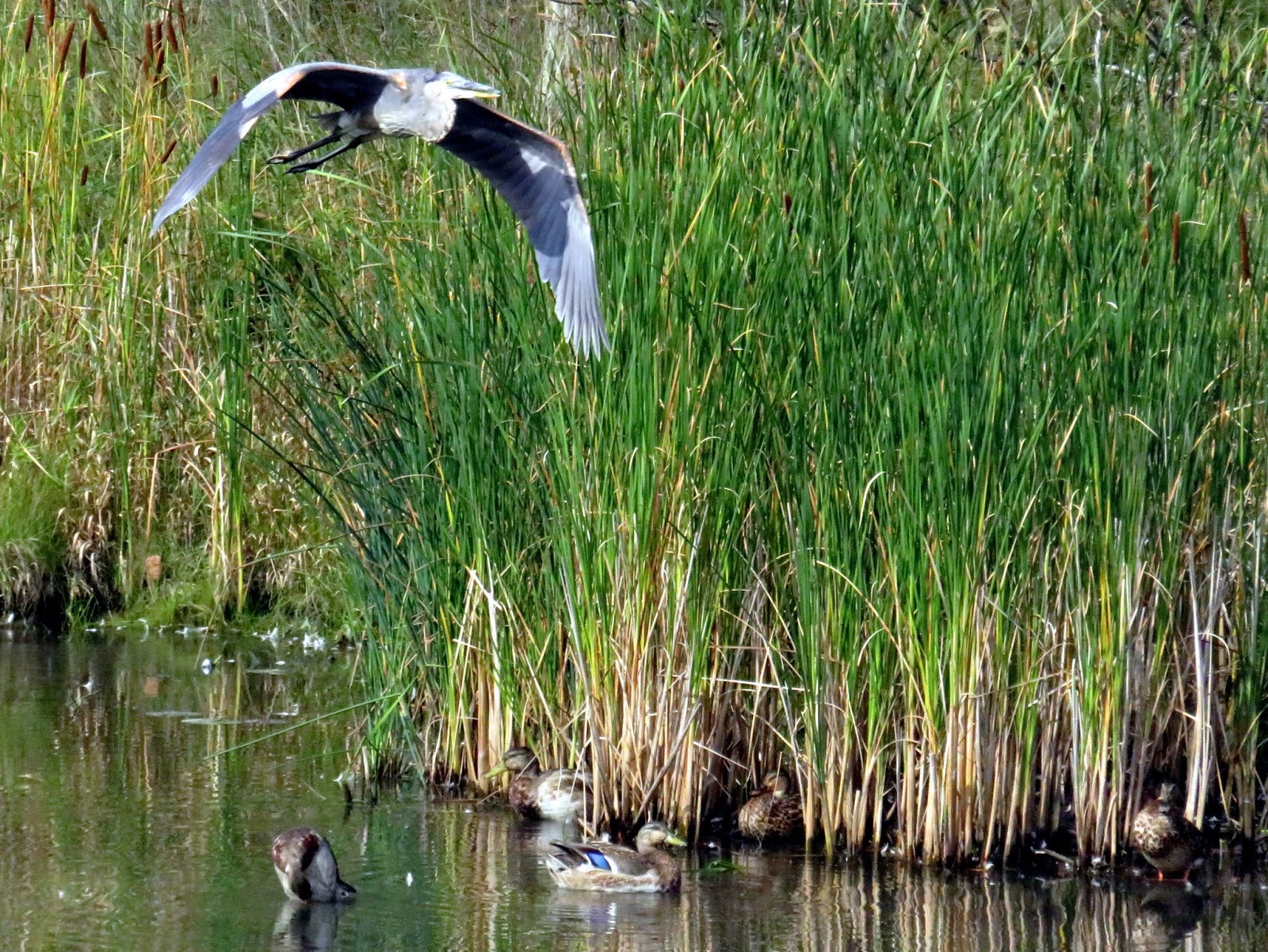 The Marmelade Gypsy: Big Birds -- In Trees, Water and Taking Flight