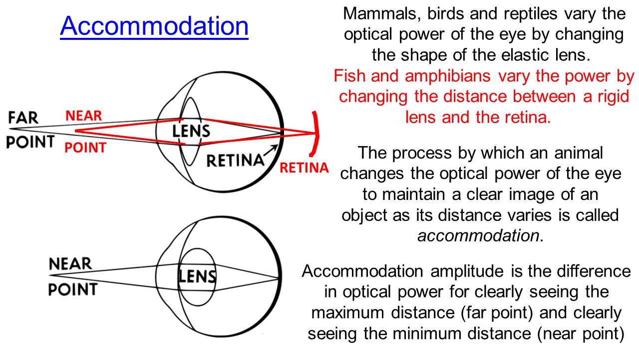 ektalks: Why Do Humans Have two Front-Facing Eyes? An Analysis and Some ...