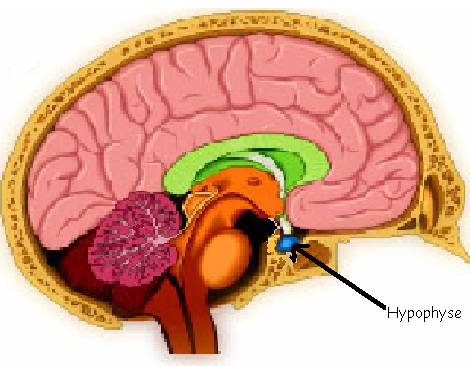 Peut-on considérer le rire comme un outil de guérison?: mécanisme du rire