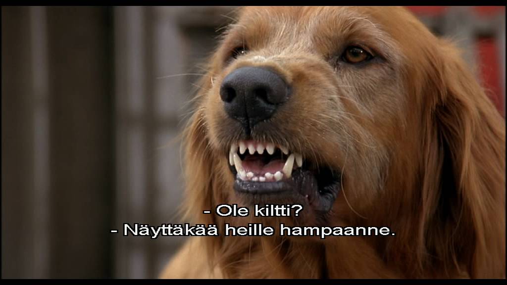 Elokuvahömppää: Homeward Bound II: Lost in San Francisco