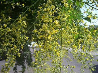 Golden Rain Tree