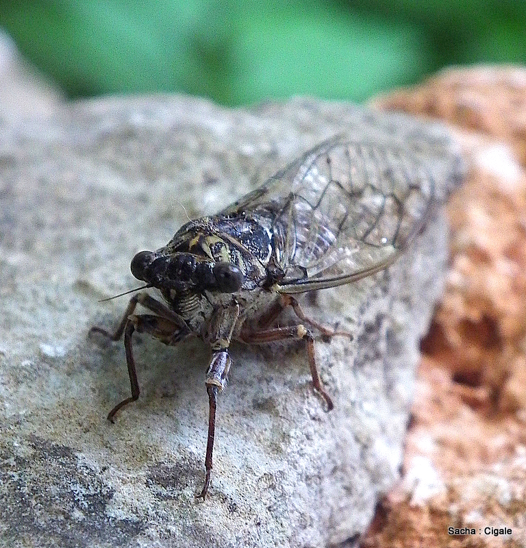 Un jour....Une photo !: Cigale