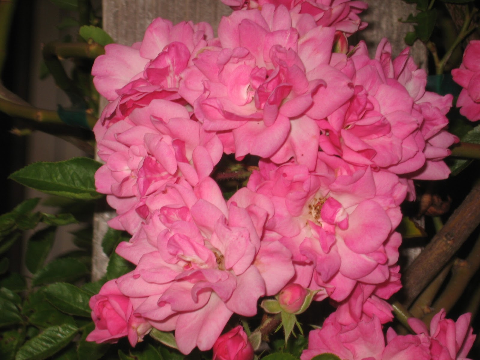 Saint Ann's Reel: April 2013