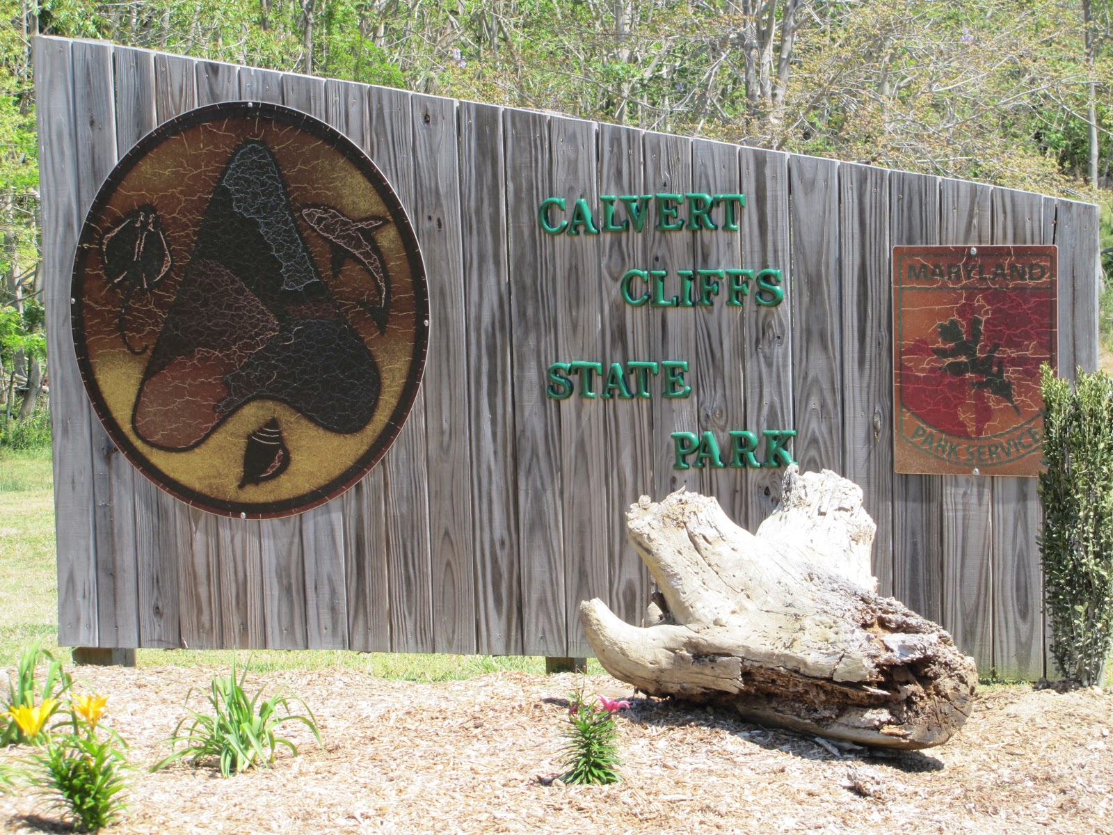 Wild Things: Calvert Cliffs State Park, Maryland