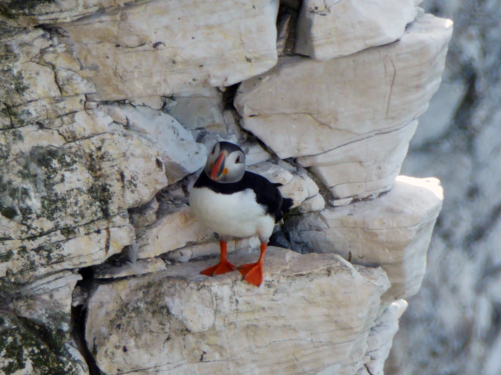 Wild and Wonderful: Northern Holiday 2018, Post 6: Puffin Quest at RSPB ...