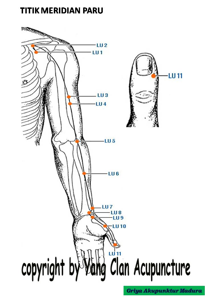 GRIYA AKUPUNKTUR MADURA: TITIK MERIDIAN PARU