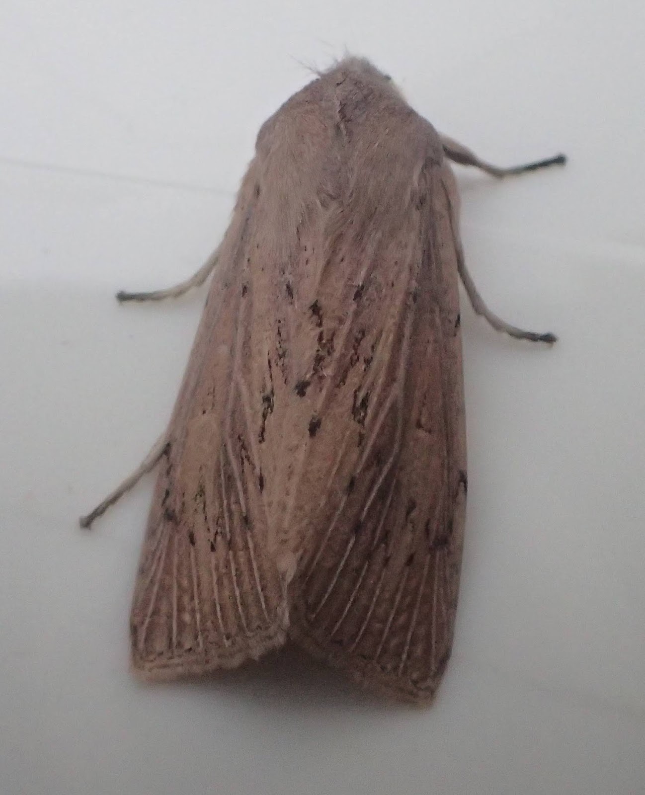 Ceredigion Moths: Autumn moths