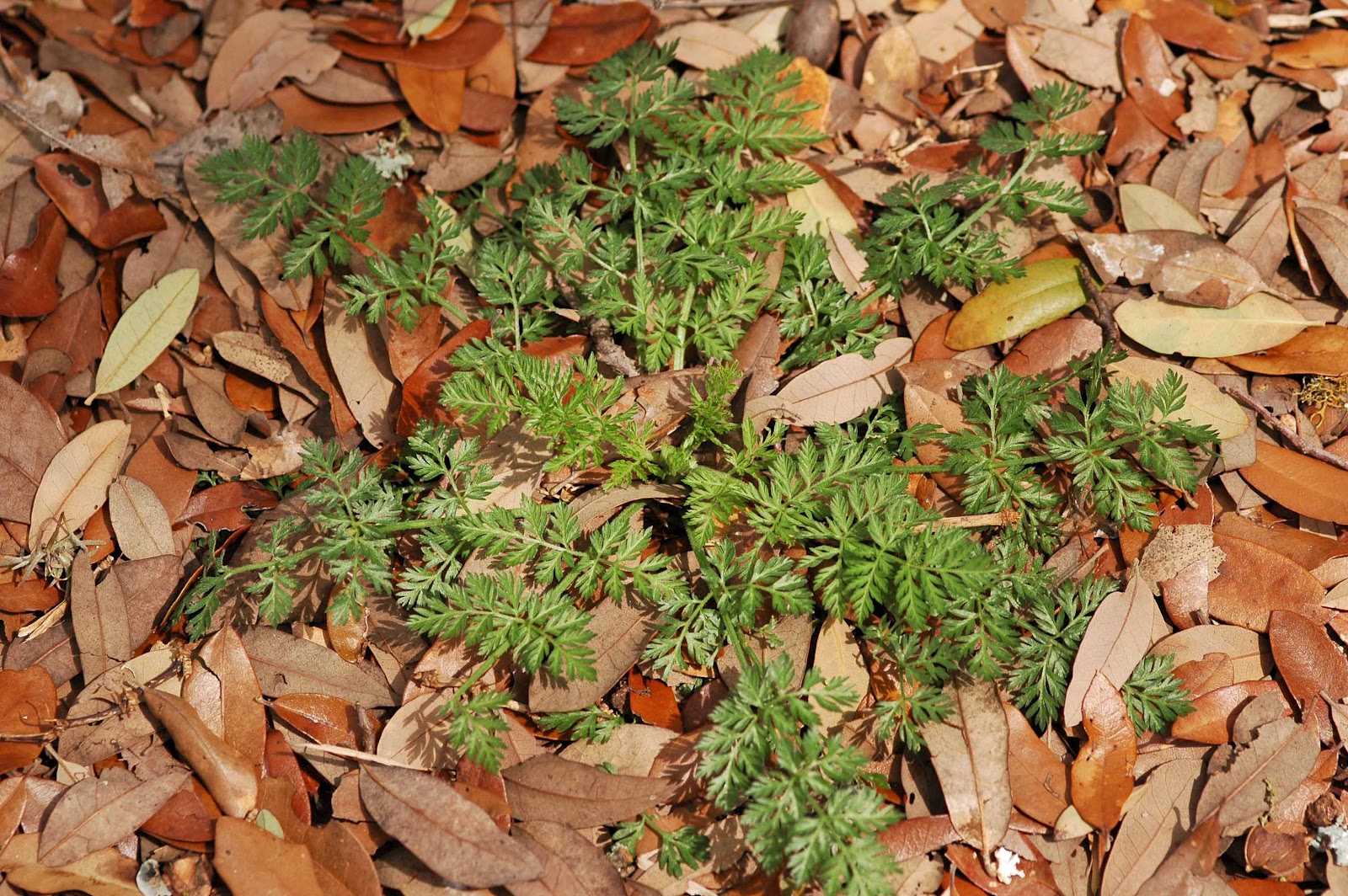Window on a Texas Wildscape: Weeds, blooms and some natives