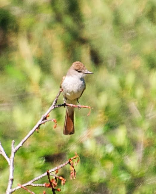 NW Bird Blog: Ash-throated Flycatcher