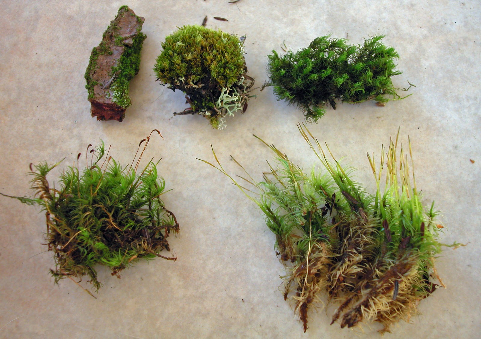 Moss Notes: Dicranums