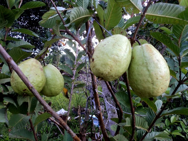 Selamat Datang Ke Blog Norgadis Labuan: Pokok Jambu Batu Norgadis Dah ...