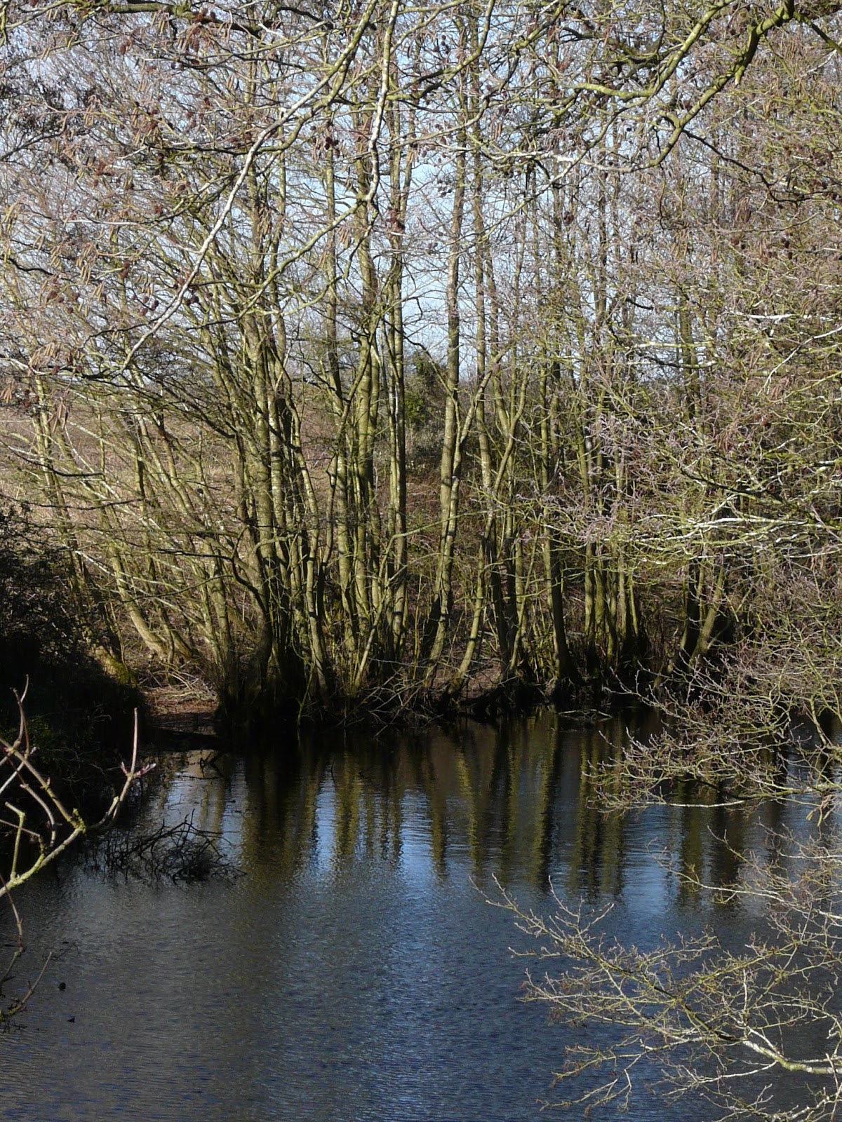 Cindy's Snaps: New Buckenham Castle, Norfolk.....