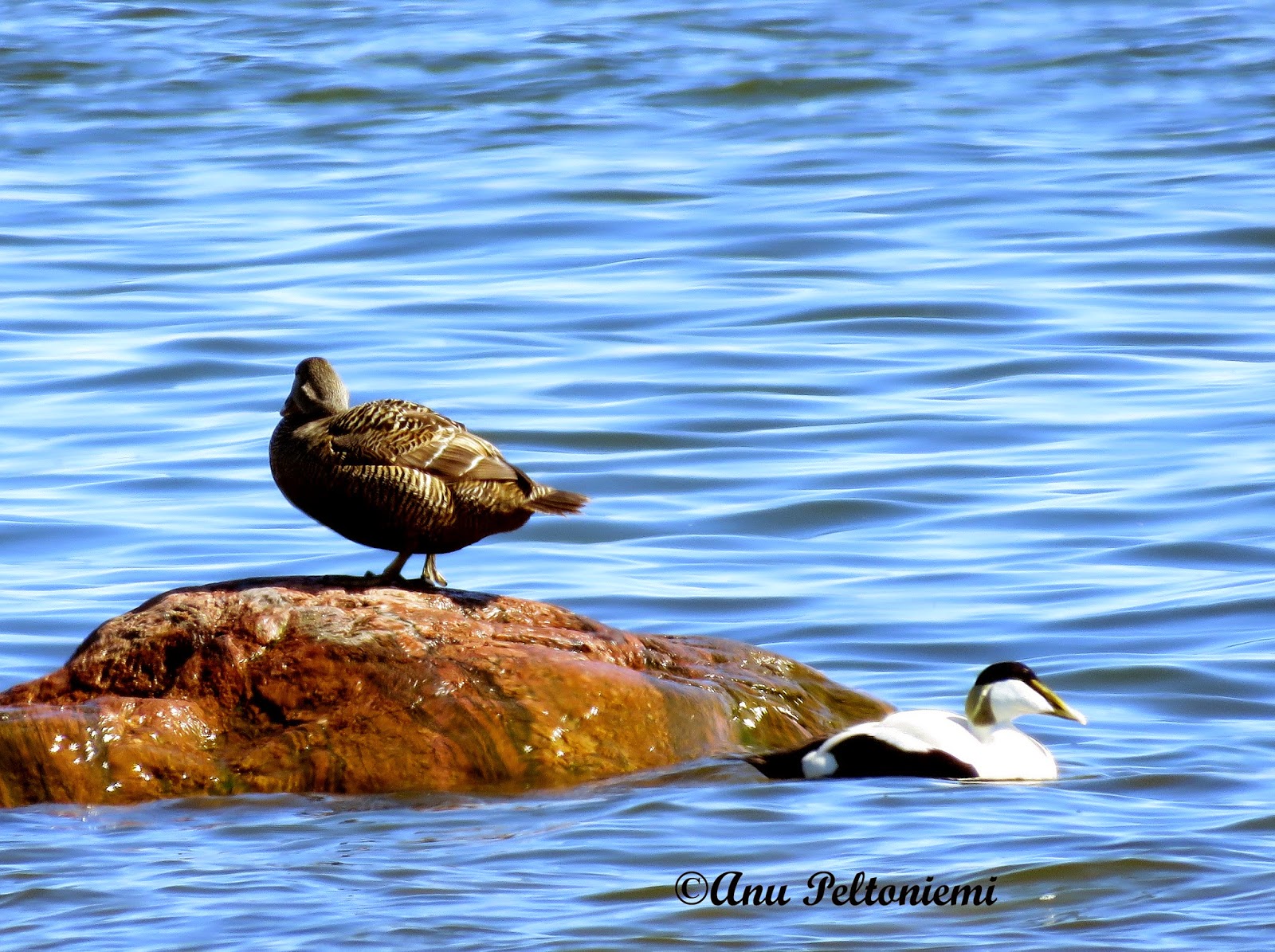 Lintuilua - Birding: Haahka