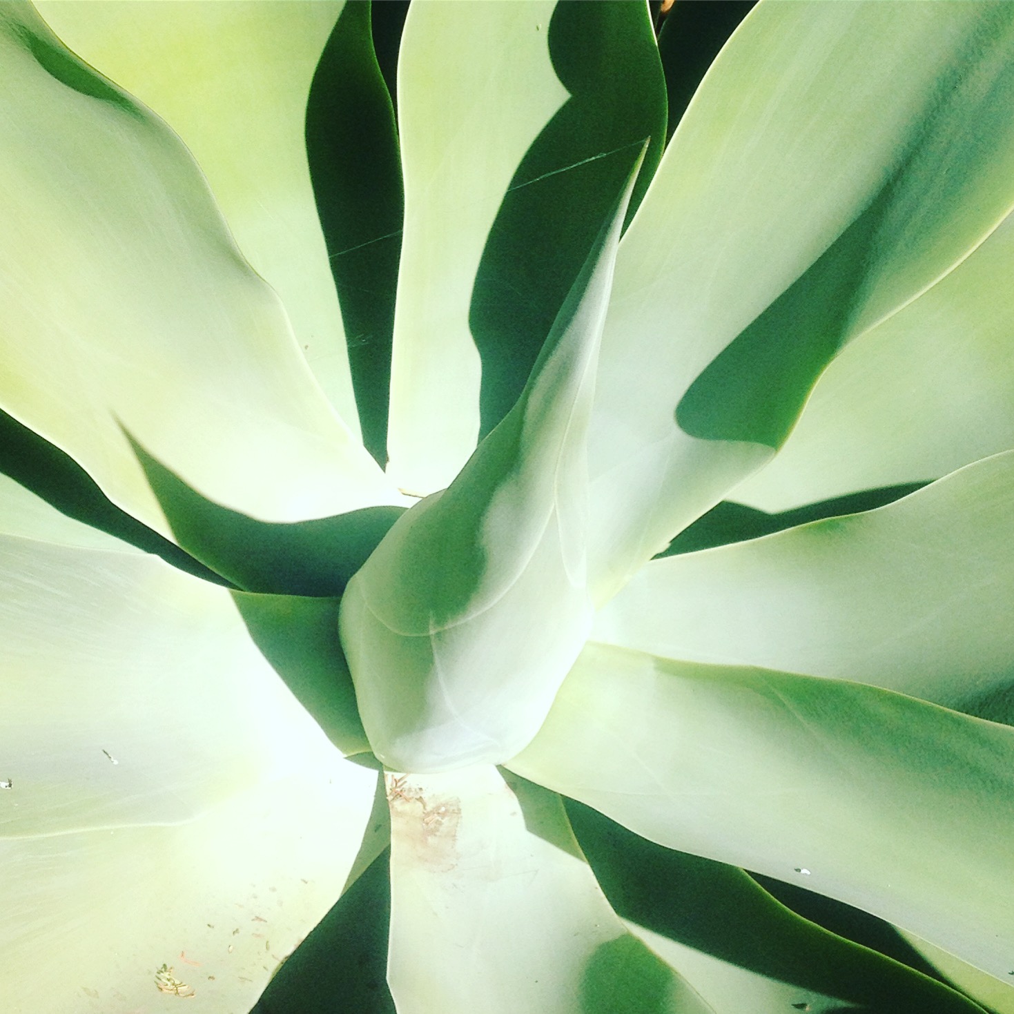 YamamotoSagoFarm: Agave Attenuata also known as Ghost Agave