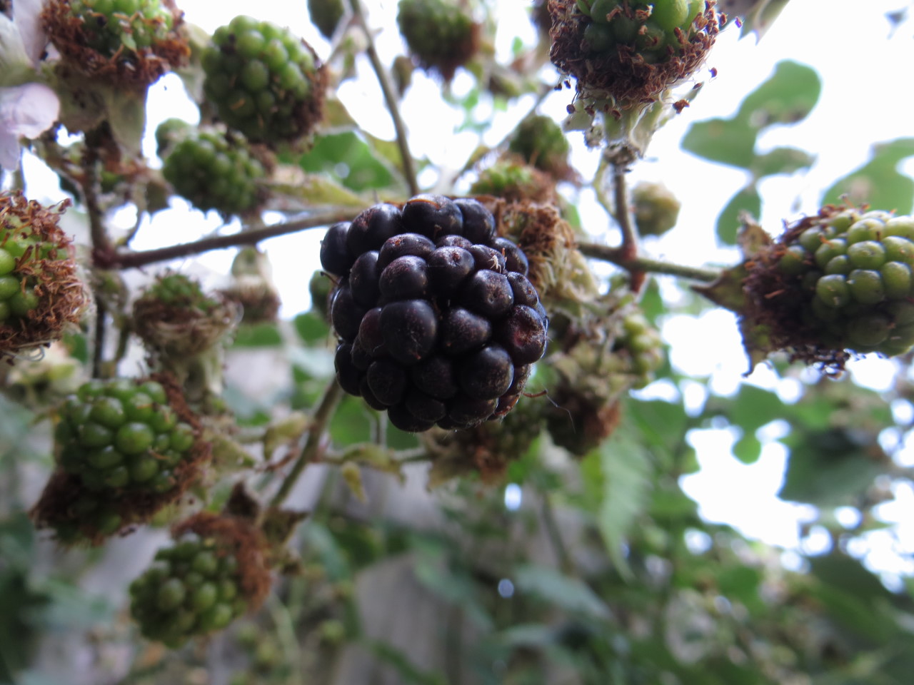 God is in de stilte: De braam van knop naar vrucht