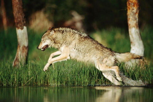 White Wolf : 19 Stunning Photos Of Impressive Wolf Jumps