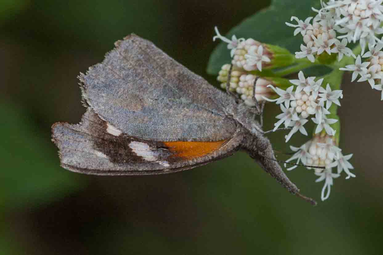 Window on a Texas Wildscape: Fall butterflies