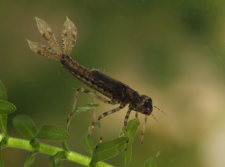 Kent Dragonflies: The Large Red Damselfly Nymph