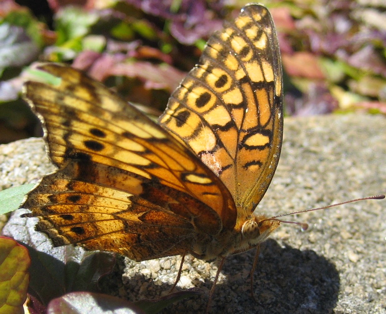 Discovering His Creation: Variegated Fritillary (Euptoieta claudia)