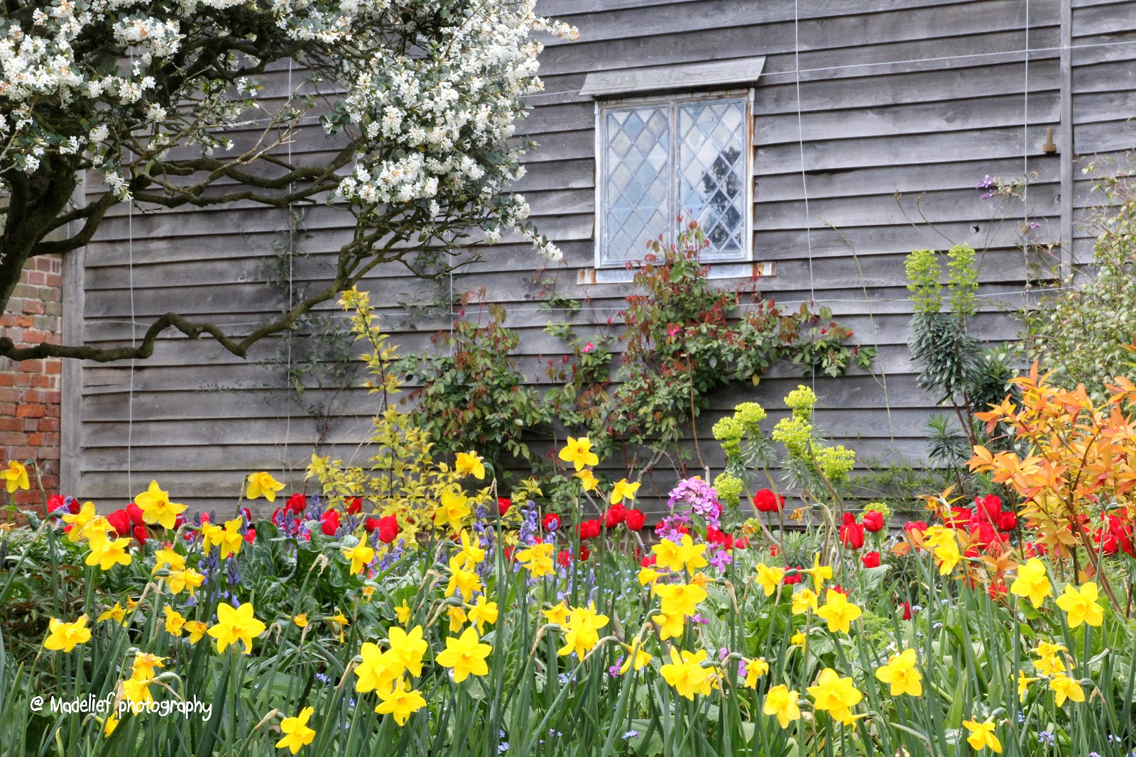 Madelief: In the spring garden