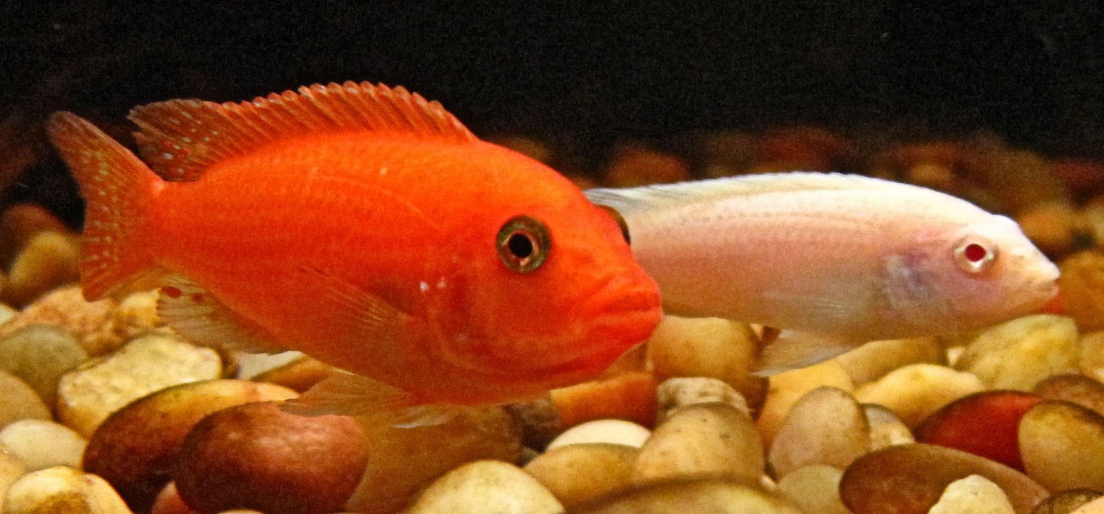 The Gordian: Can the fish in Ed´s aquarium bark?