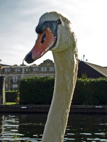 Smug Animals: October 2011