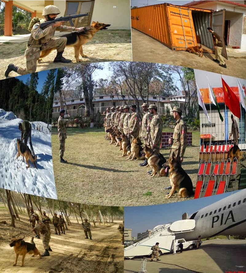 German Shepherd Dog: Pak Army Dogs