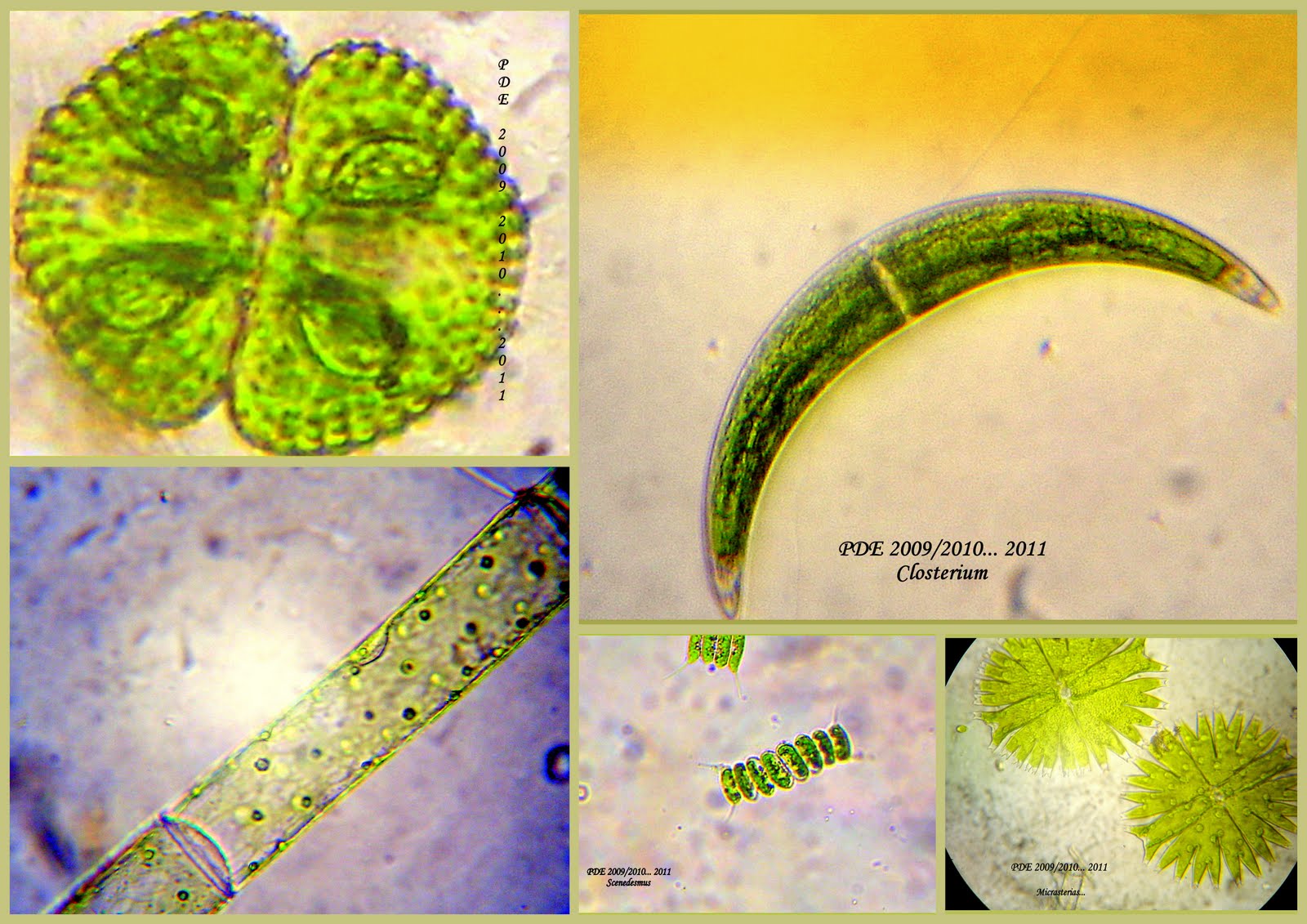Cultivo de Microalgas em Fotobiorreatores: Dos nossos cultivos...