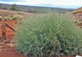 PLANTA RODADORA!!???...OBRA DE PELÍCULAS DEL OESTE O REALIDAD ...
