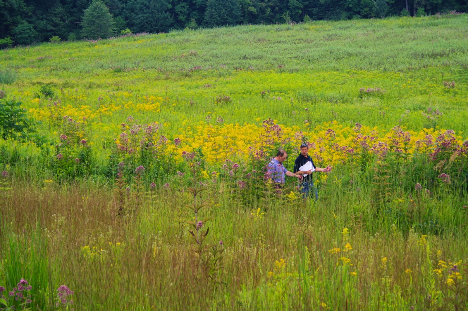 Natural Mid-Atlantic : An Eastern Prairie Meadow Returns!