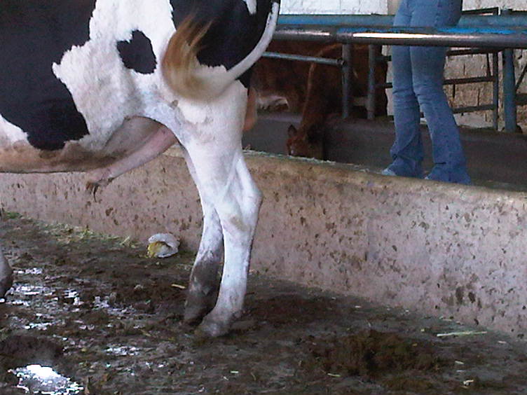 Aventura veterinaria tropical