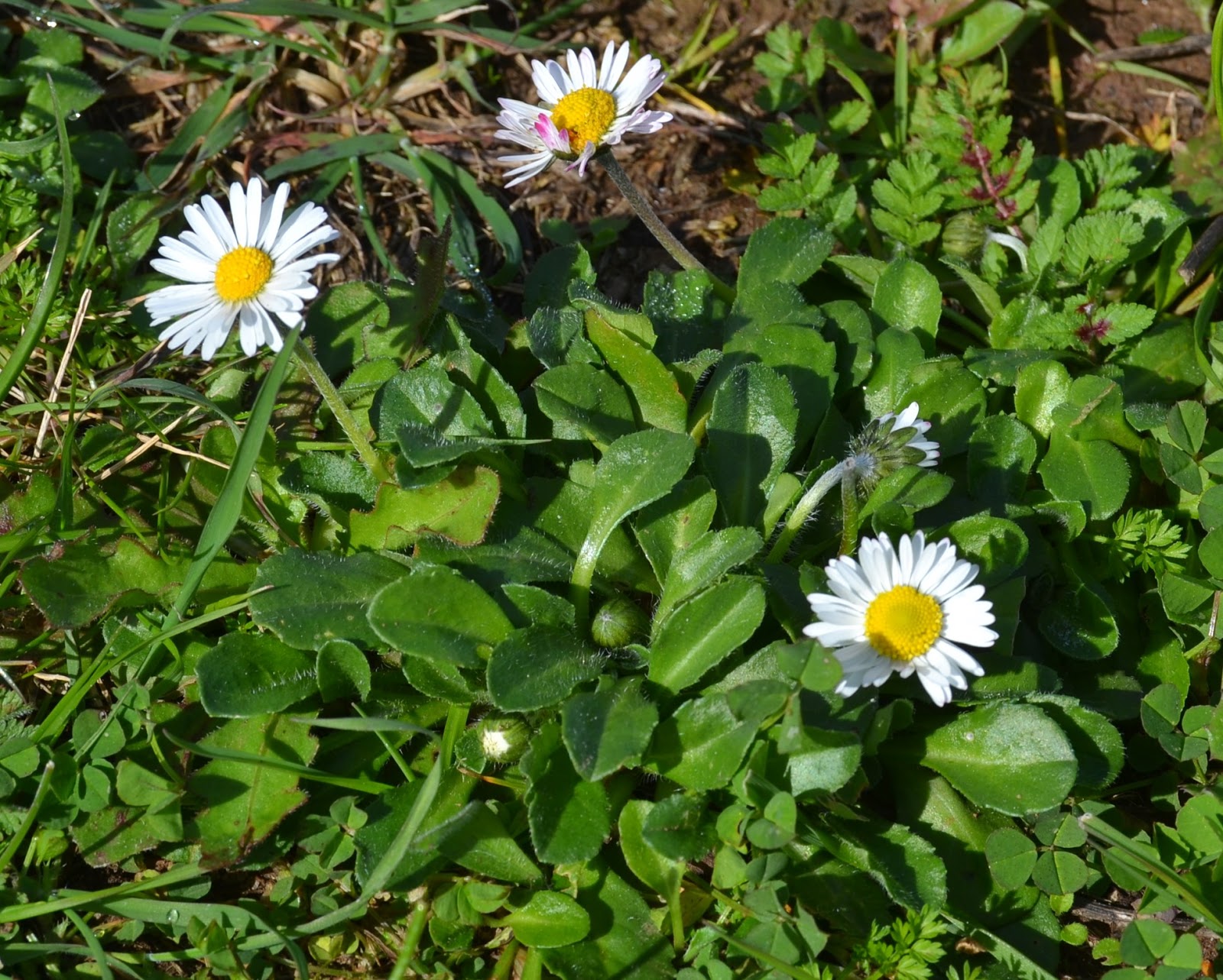 Plantas: Beleza e Diversidade: Bonina (Bellis perennis)