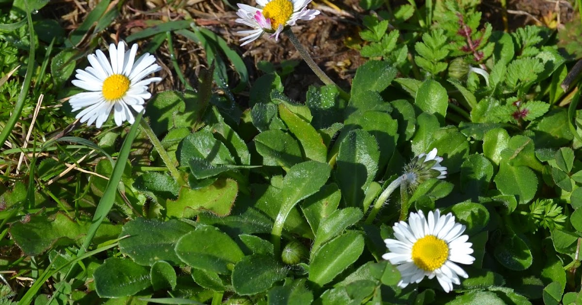 Plantas: Beleza e Diversidade: Bonina (Bellis perennis)
