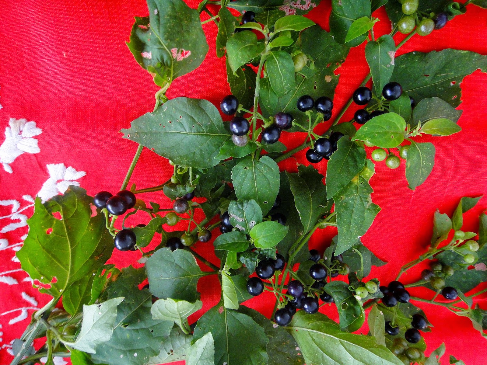 Maria Preta, Maria Pretinha, (Solanum americanum Mill.)