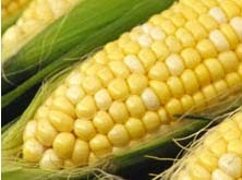 Katie's Farm: Garden Tips A to Z: CORN