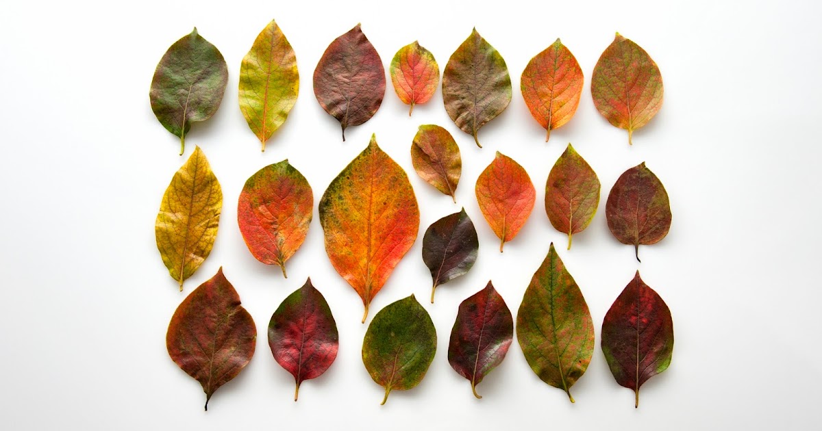 LER PARA SER: DA CONCISÃO LXXXV (OUTONO)