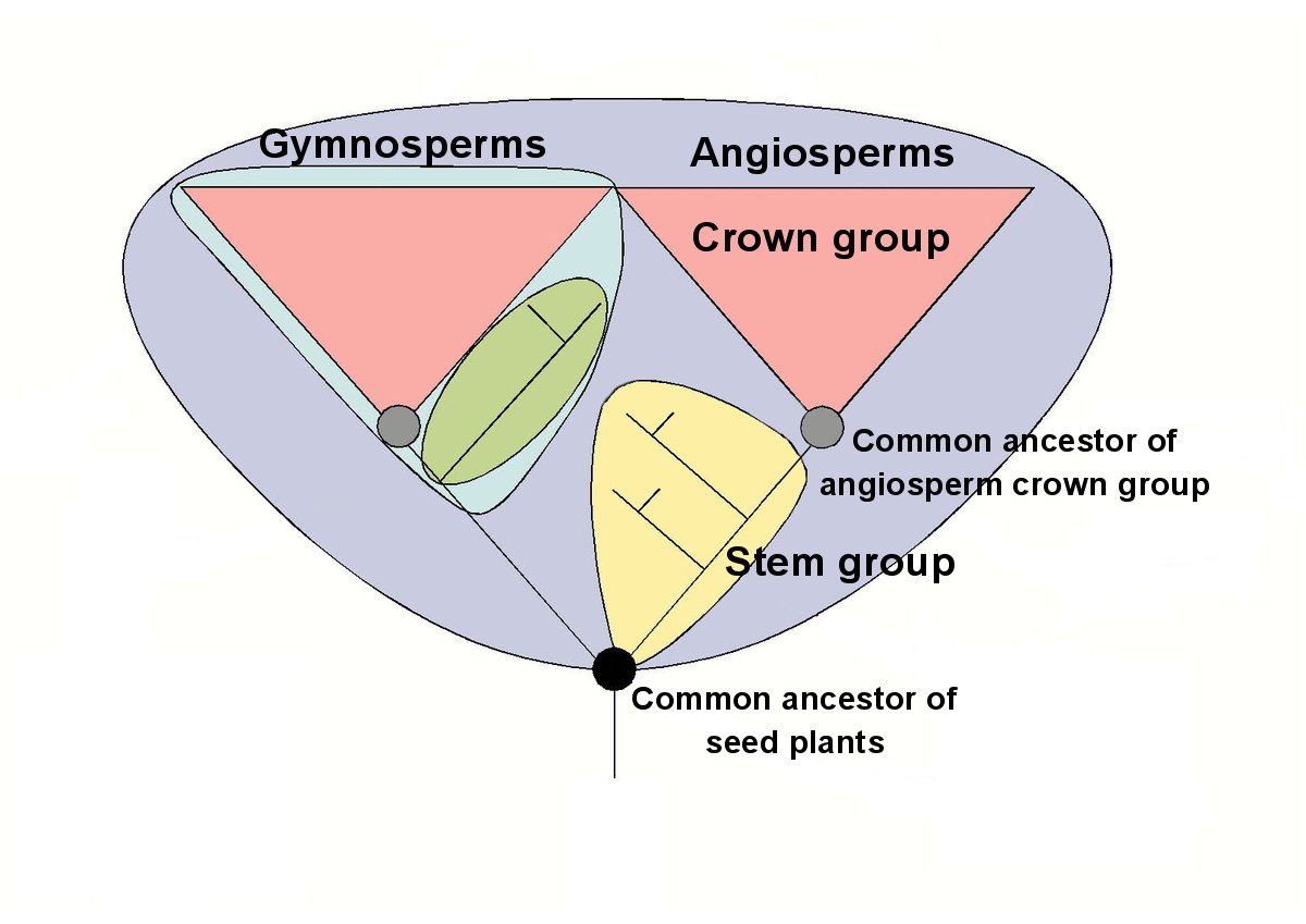Botany Professor: Minding your stems and crowns