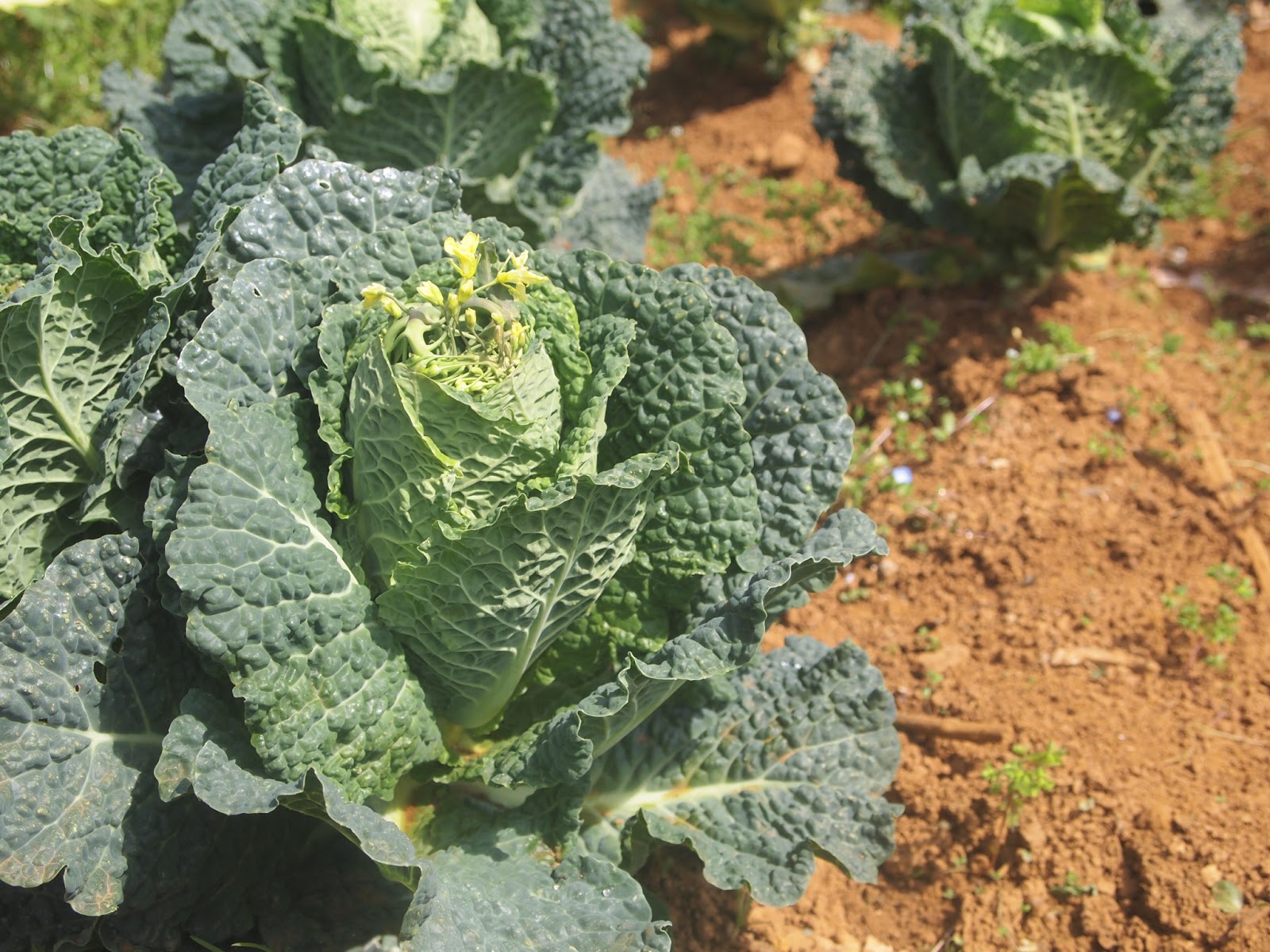 POR TIERRAS DE CANTABRIA: Los repollos