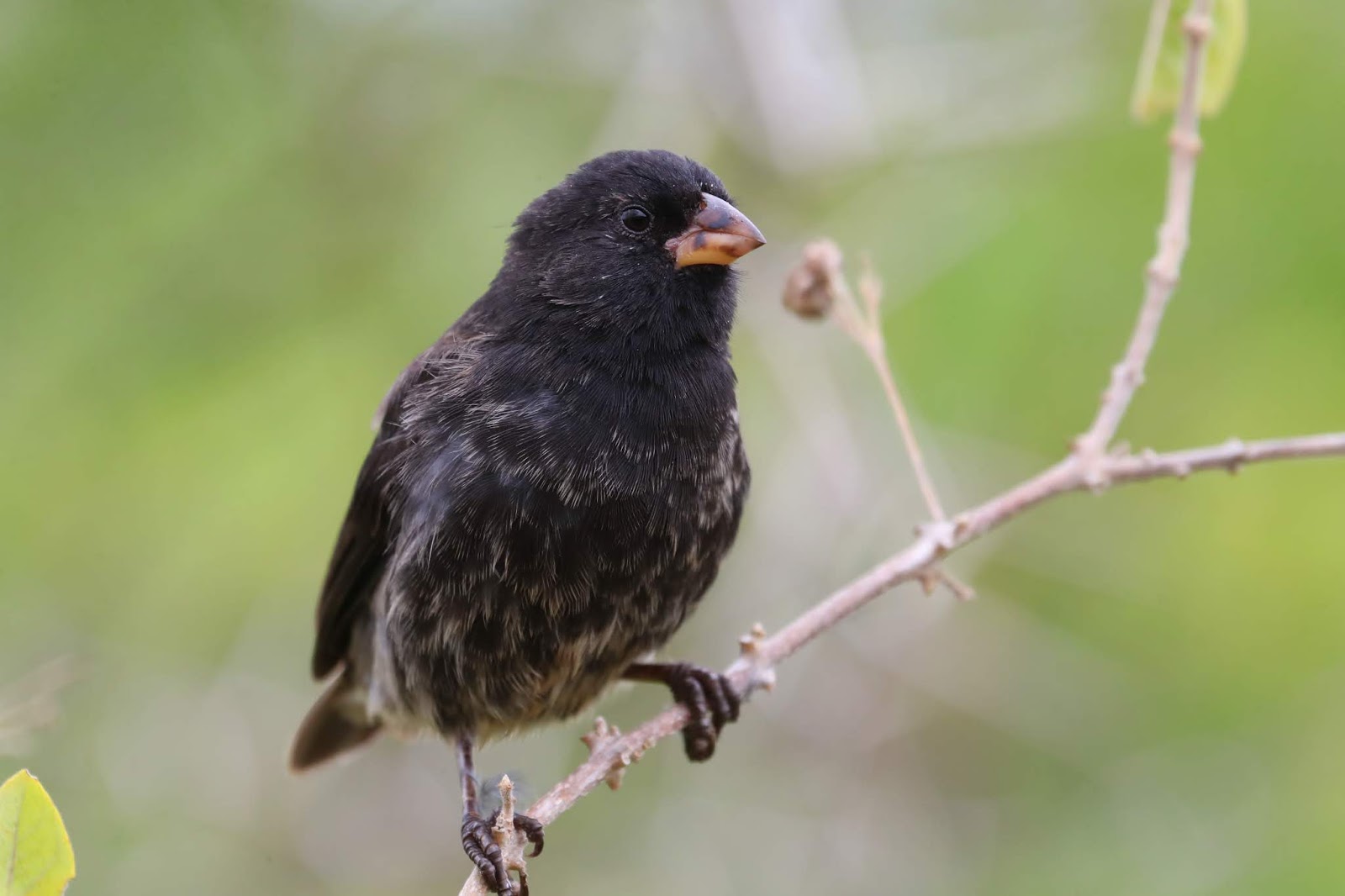 Instantes alados Perú y Ecuador 2018: pinzón mediano de árbol