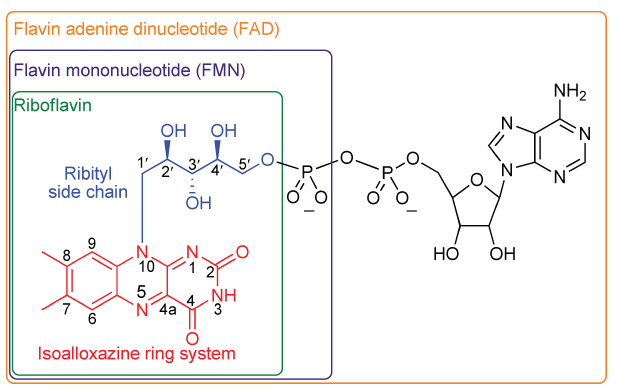 Sala BioQuímica: Nucleotídeos e metabolismo energético. NAD, FAD, NADP ...
