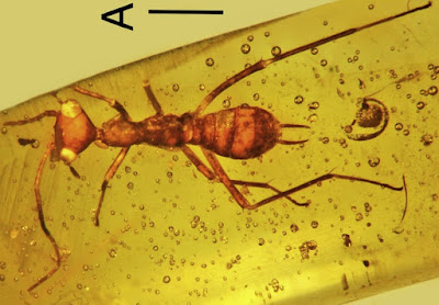 Life, et al.: Co-Evolution, Mesozoic Roachoids & Unconvincing Results ...