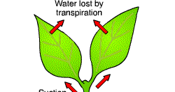 AP Biology Blog - Mark Ingram P.7: Investigation 11: Plant Transpiration