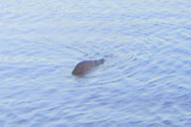 NESSIE MONSTER CAUGHT ON CAMERA? | Haunted Earth`s Ghost World